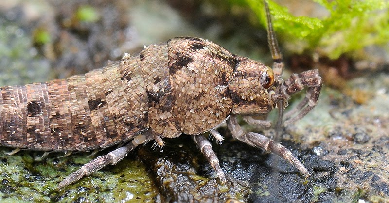 Real Monstrosities: Jumping Bristletail