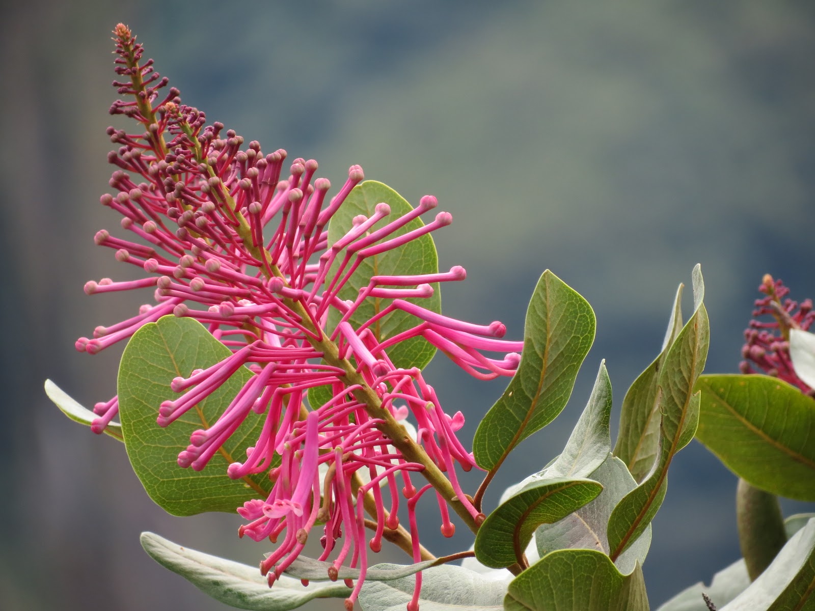 Mythistical: Flowers Of Peru