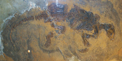 The Platypus and the Dodo: Pangolins: The Armored Among Us