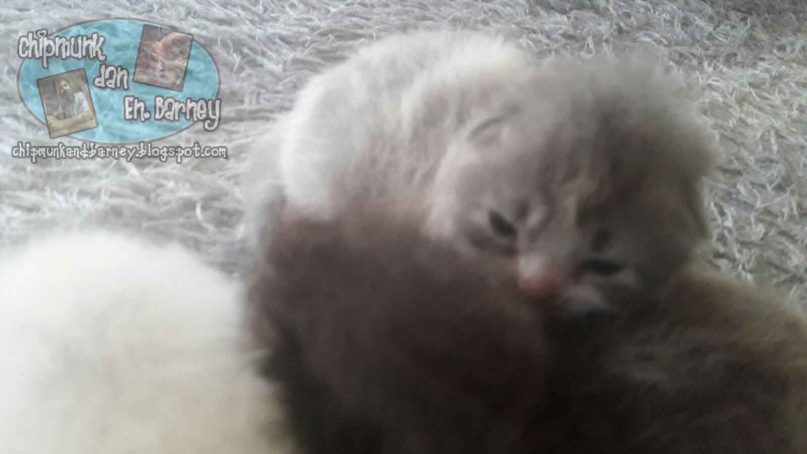 Kumpulan Kucing Warna Kelabu Comel