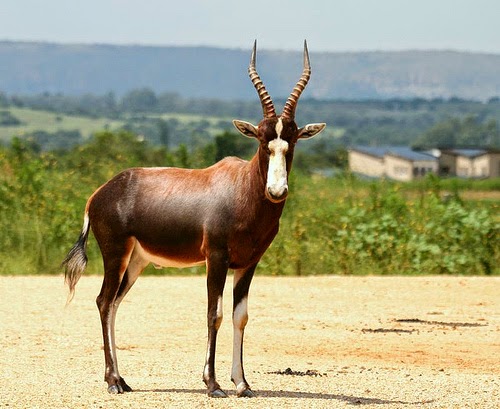 Damaliscus Dorcas Animals | Facts & Interesting Pictures | All Wildlife ...