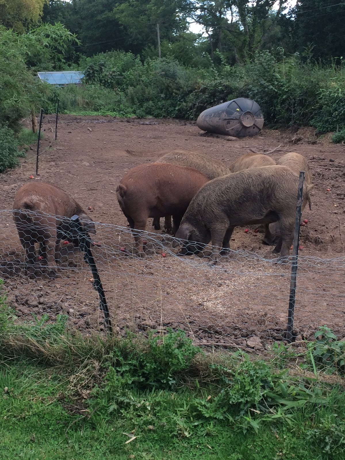 Milkweed & Teasel: Under Construction
