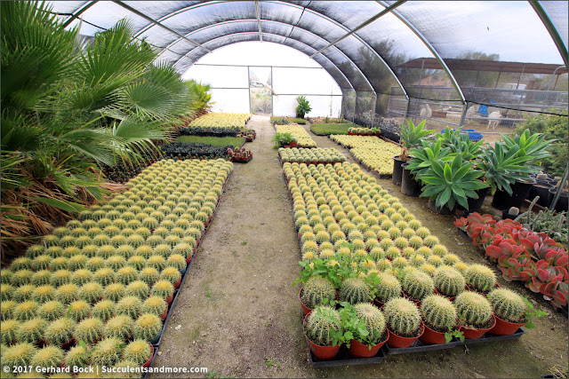 Sunland Cactus Nursery