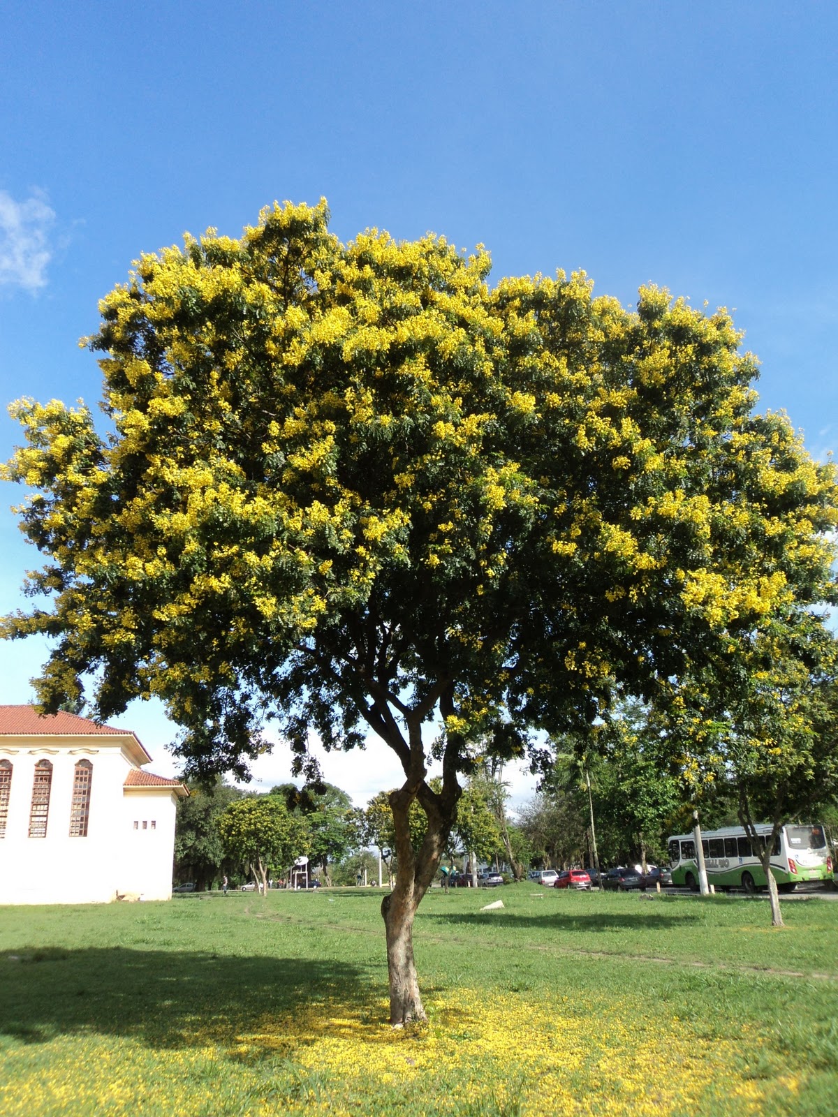 Mato & Cia: Pau Brasil ( Caesalpinia echinata Lam.)