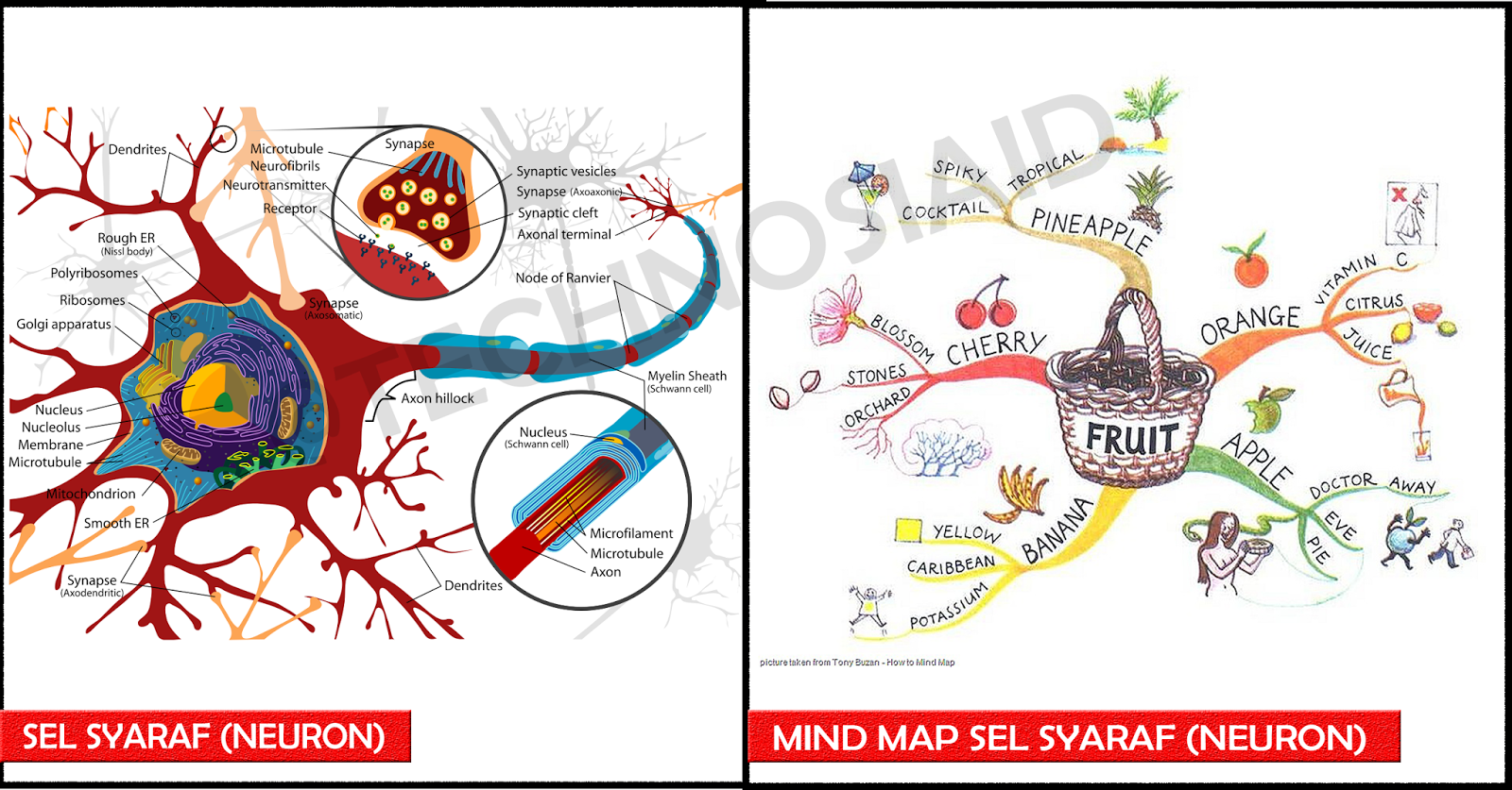 Coba Baca! Pengertian Mind Mapping (Peta Pikiran) Yang Sesungguhnya ...
