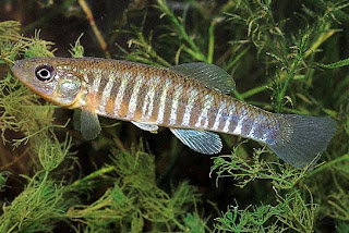 Banded Killifish - Fishes