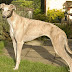 Greyhound - Breed Profile | Australian Dog Lover