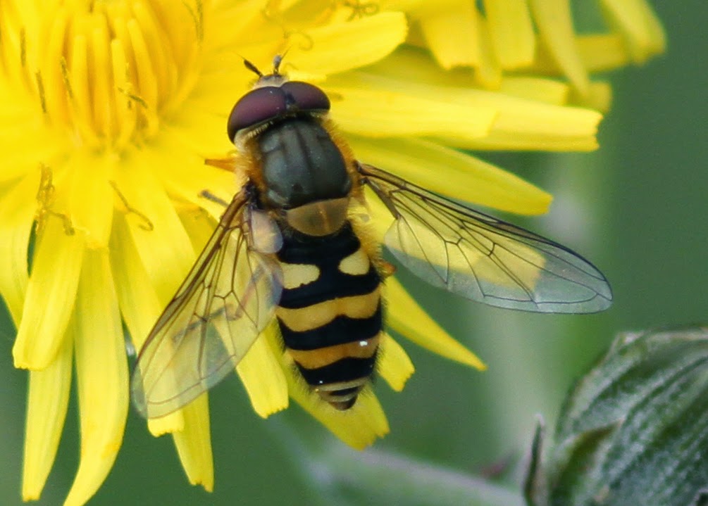 Non-Stop Birding: Latest Insects