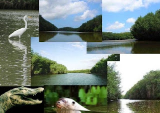 EL MARAVILLOSO TUMBES: FLORA Y FAUNA