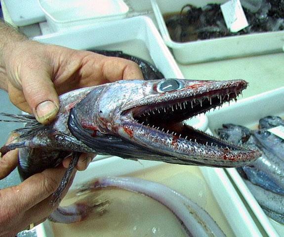 Huntsman Marine Science Centre: October 2011