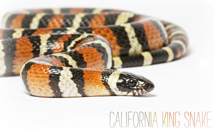 Quaintly Garcia: March 2012