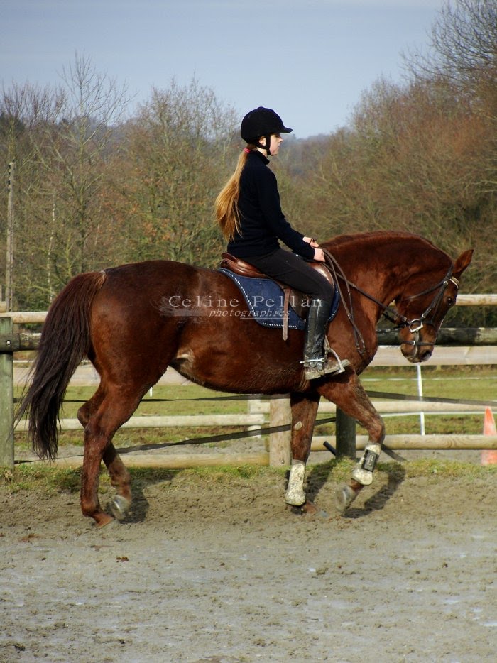 Cheval évasion: Trotter sur le bon bipède diagonal
