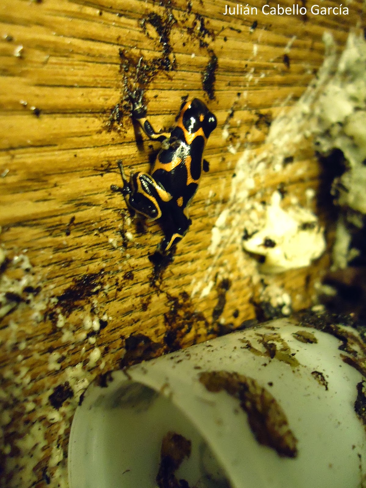 Dendroland: Diario de una "Intermedius" (Ranitomeya Imitator ...