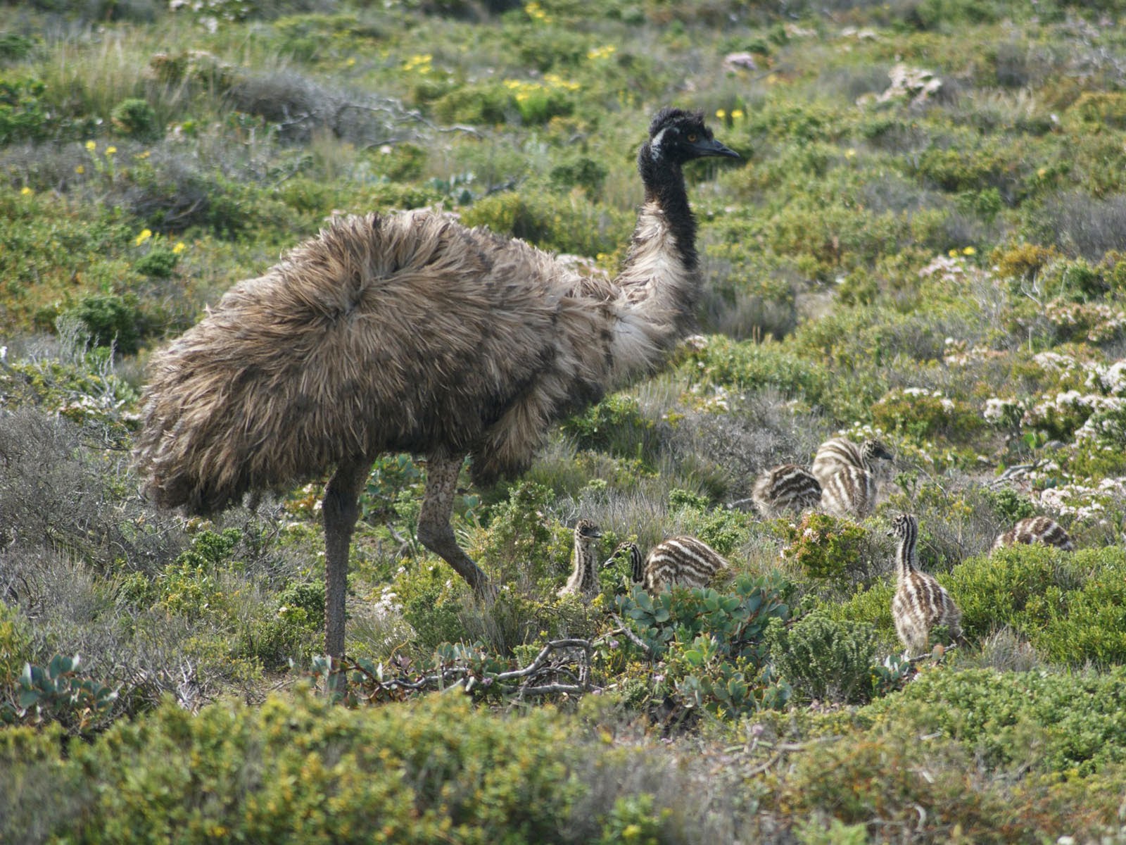 wallpapers: Emu Bird Wallpapers