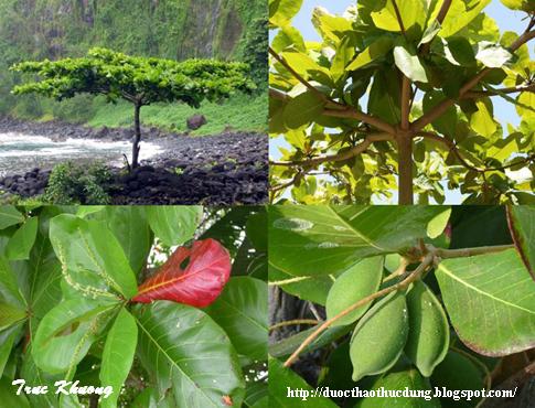 Vuon Duoc Thao: Bàng biển - Badamier