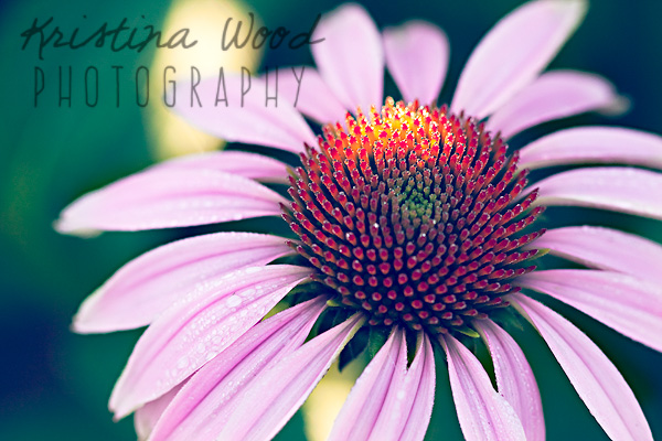 Kristina Wood Photography: summwer wildflowers