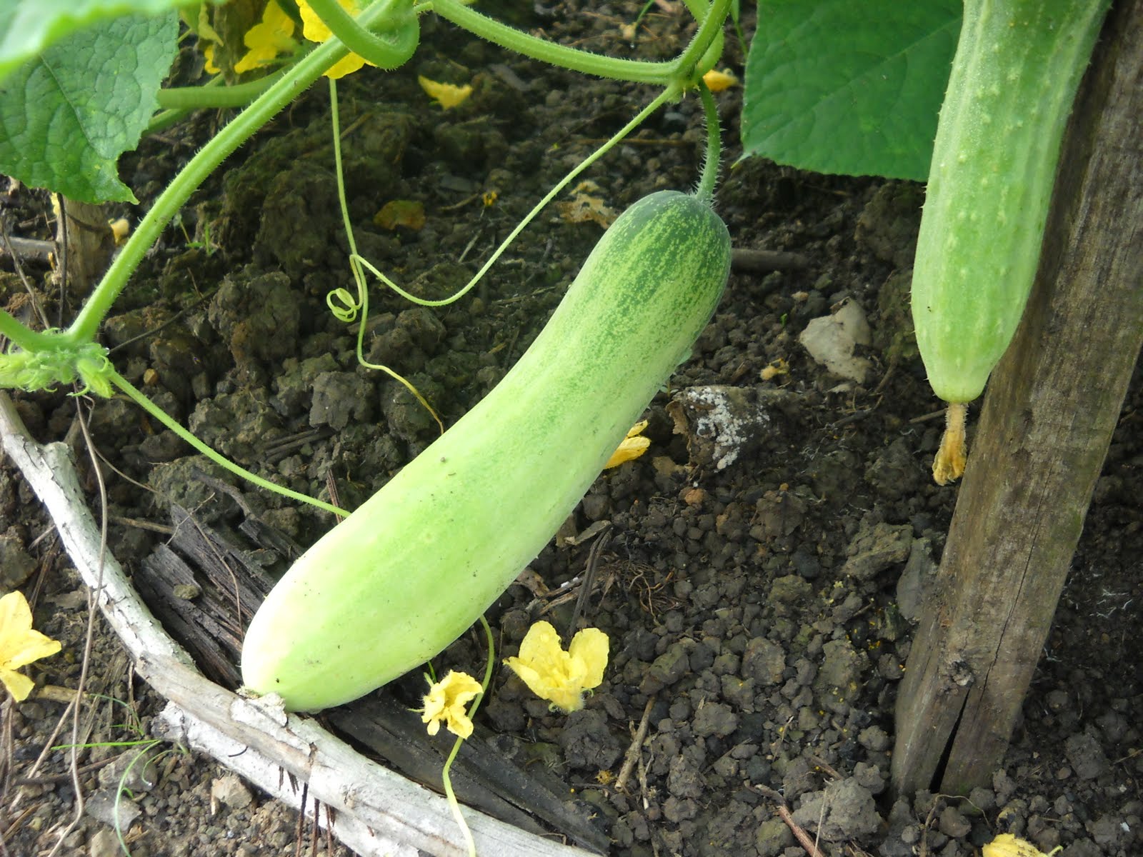 KENALI POKOK SAYANGI POKOK: TIMUN BATANG