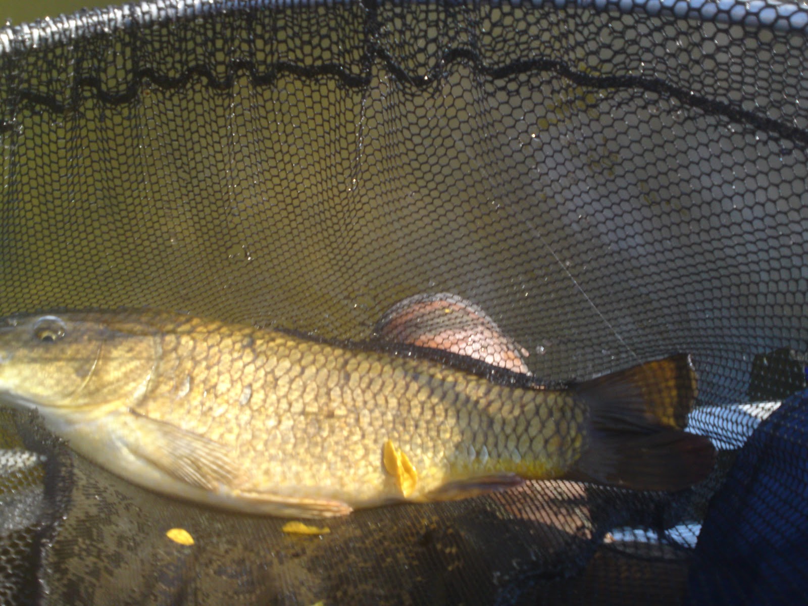 Fish4Thought: Method on the Pole - Grange Park (Golf Course)