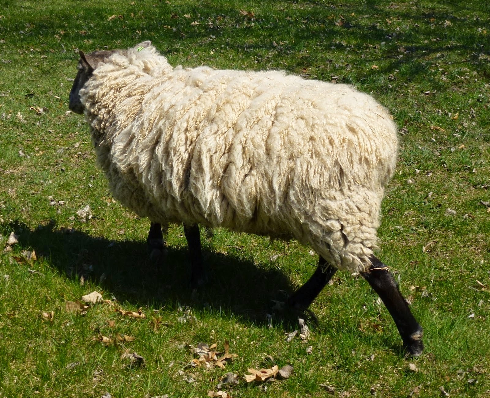 HeartFelt Silks Blog: Fabulous Fibre month at HeartFelt Silks and Seasons