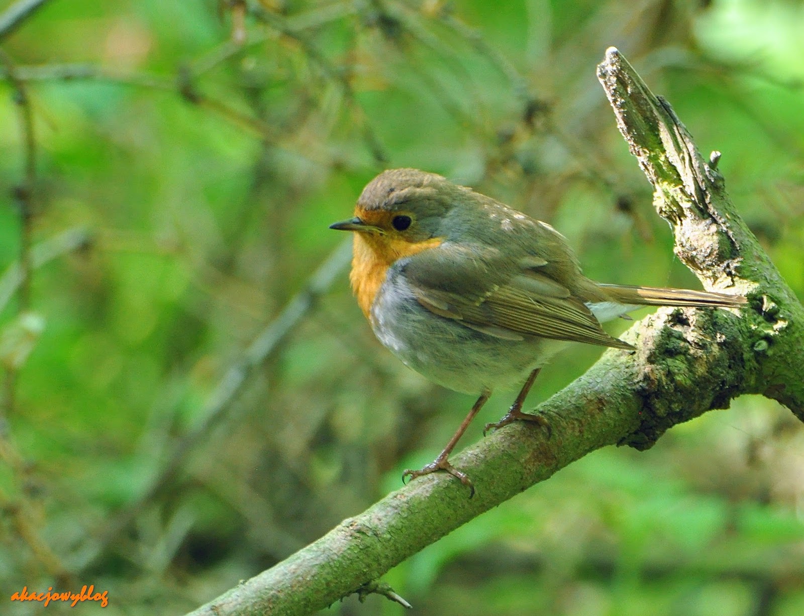 Rudzik - nasz ulubieniec. | A k a c j o w y B l o g - w podróży, w ...