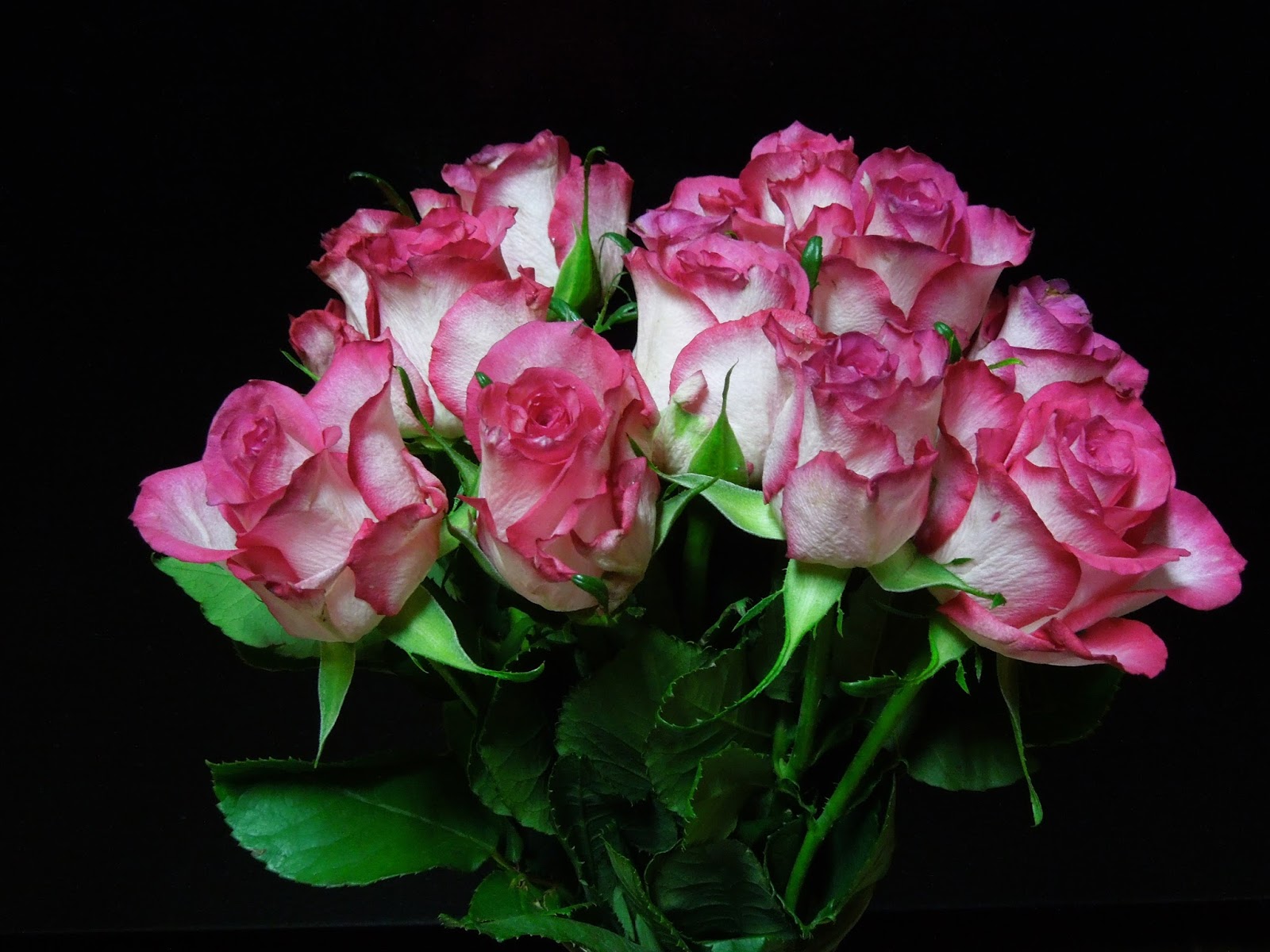 Dani's Daily Thousand: Anniversary Roses