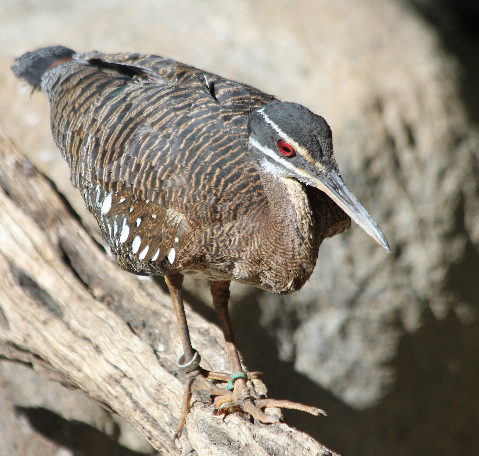 Feathers and Figments: Meet the Sun-Bittern