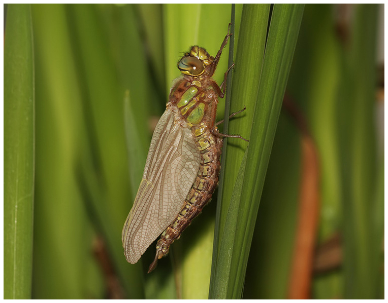 Kent Dragonflies: The Dragonfly Season Begins