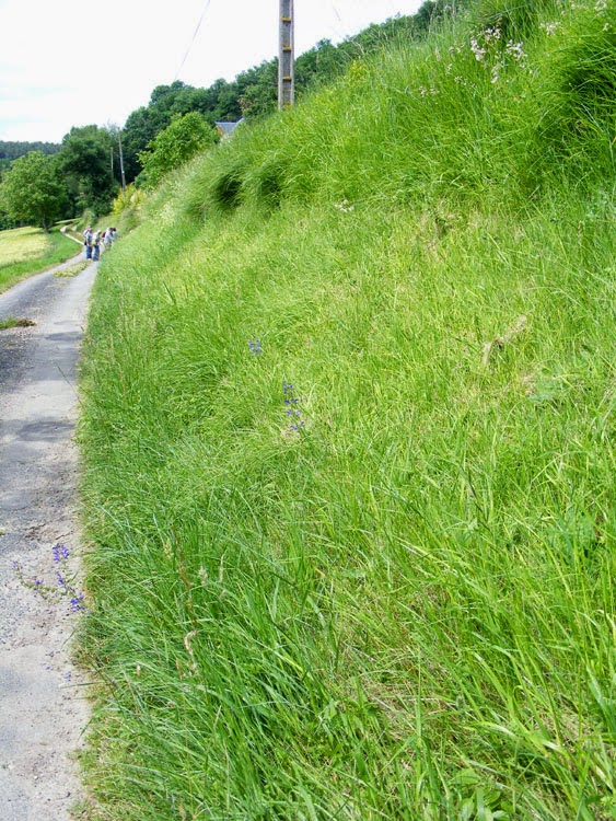 Loire Valley Nature: Roadside Banks, Verges and Ditches