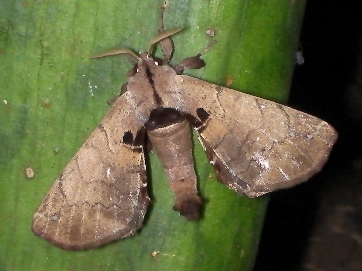 Quaoar Power Zoo: Apatelodes adrastia - Bombycidae
