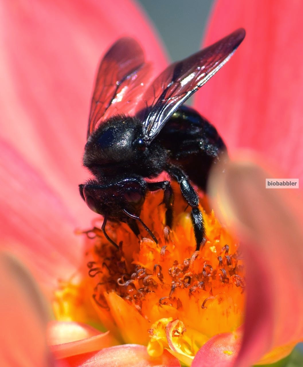 biobabbler: shiny bumblebee bum-bum