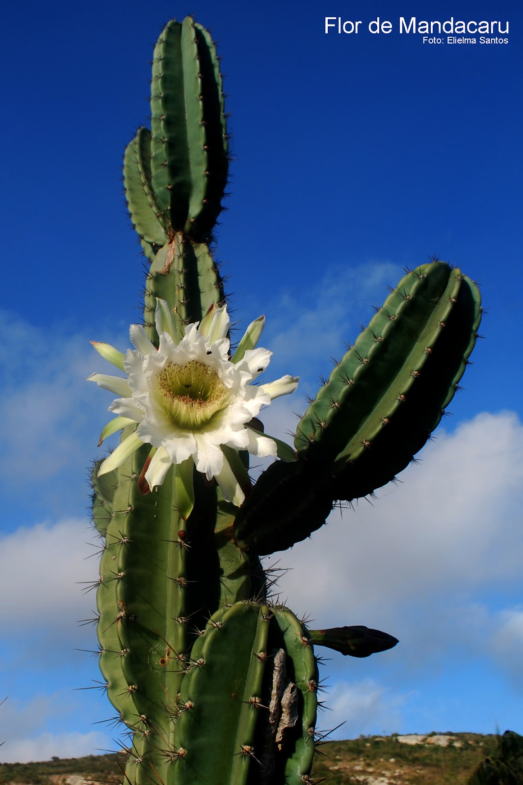 Histórias e Cenários Nordestinos: Mandacaru