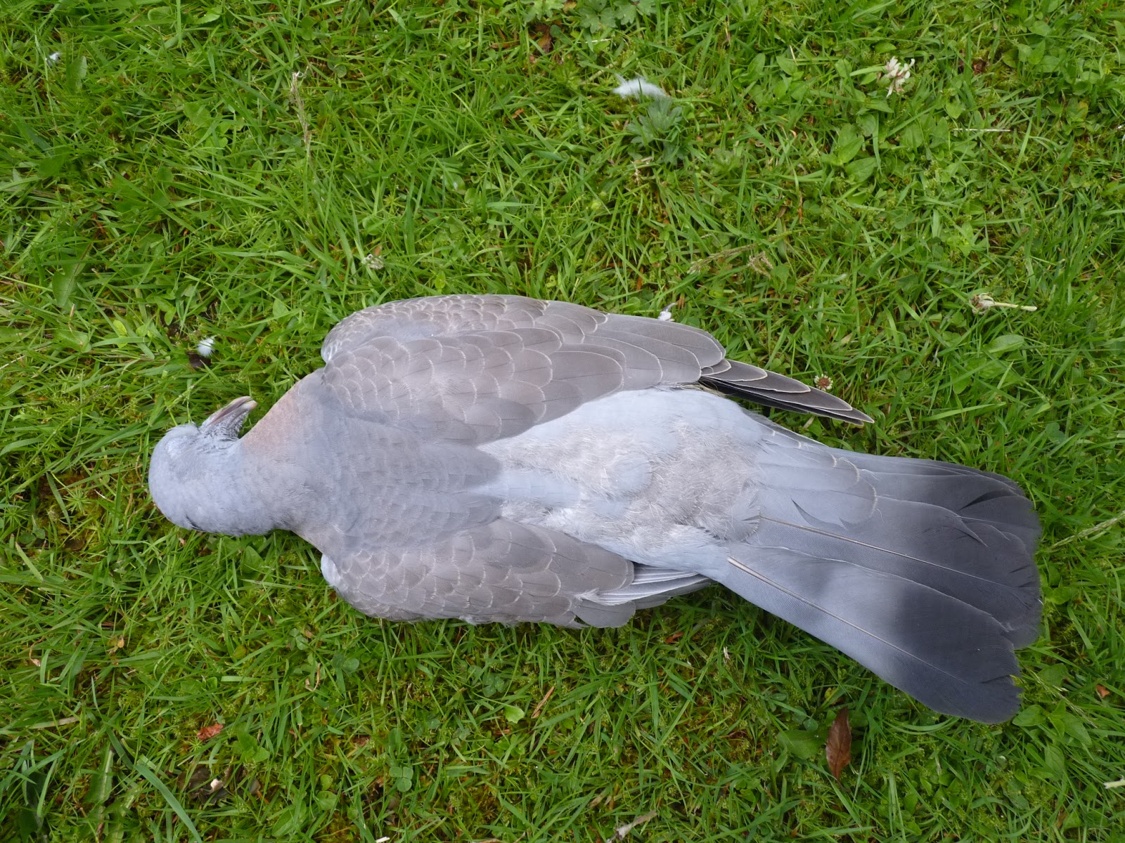 Birding For Pleasure: Birds That Pair For Life