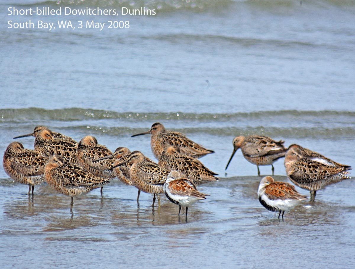 Northwest Nature Notes: IT’S SHOREBIRD TIME AGAIN