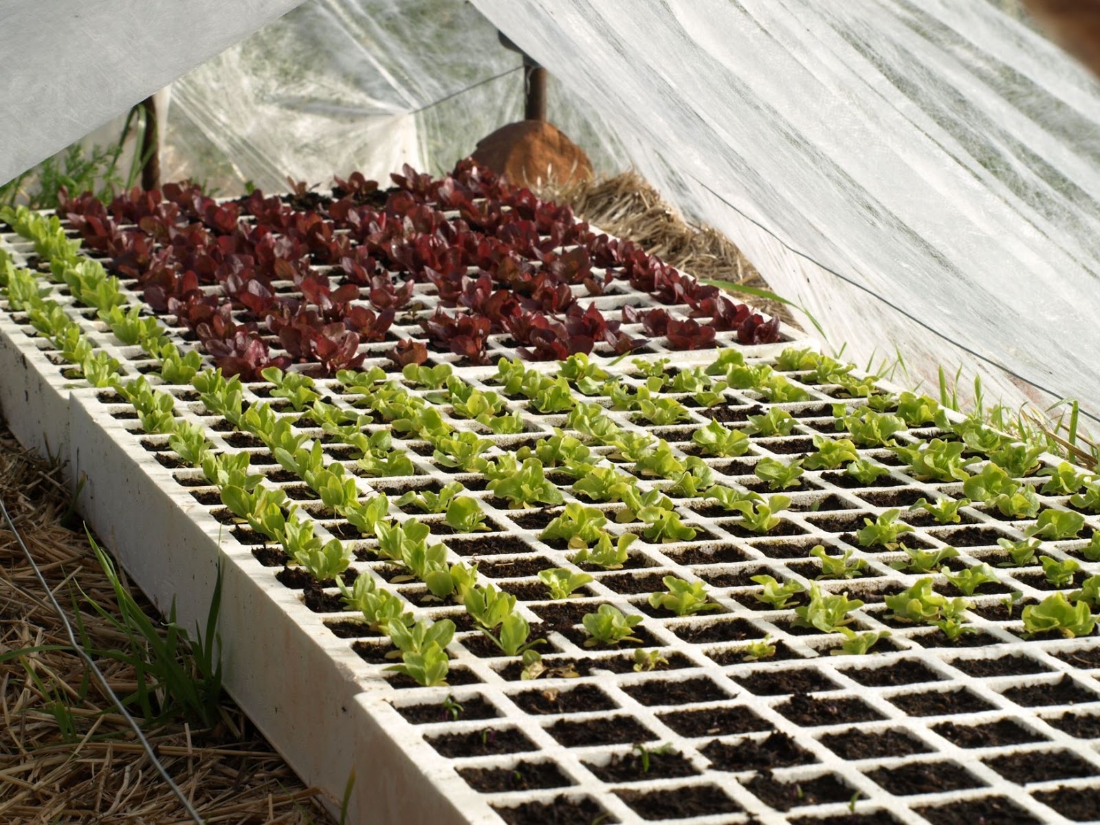 El Huertecillo Natural: Los semilleros protegidos funcionan