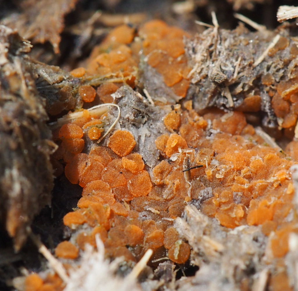 Gombahatározás mikroszkóppal (is): Cheilymenia granulata - egy trágyán ...