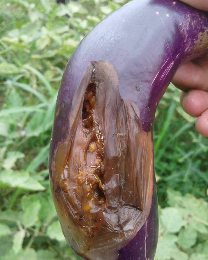 Petani Lampung: Kenapa terong saya menjadi busuk?