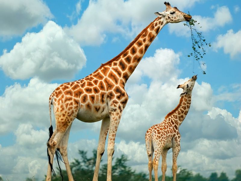 blog de educación de la UNIR Laura Codina: ANIMALES TERRESTRES