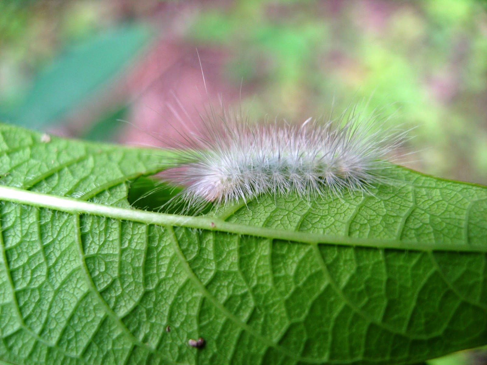 Capital Naturalist by Alonso Abugattas: Lawns, Tiger Moths, and Woolly ...