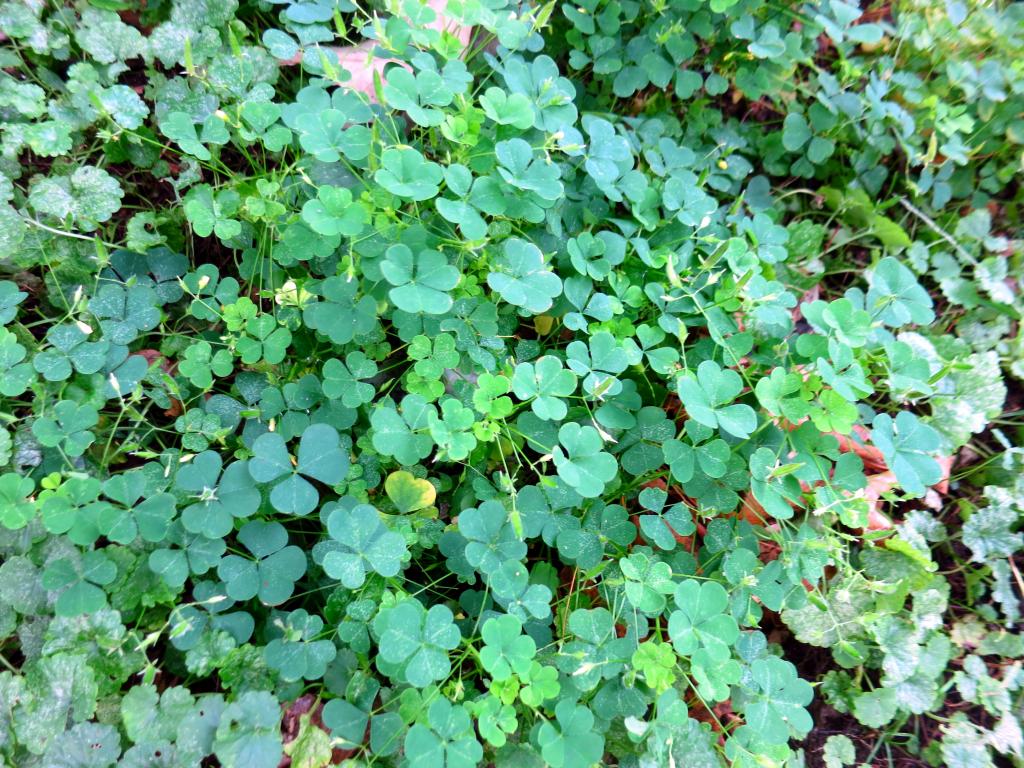 The Foraged Foodie: Identifying and foraging common wood sorrel. A ...