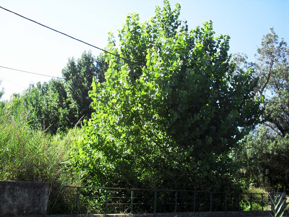 Valado minha paixão: TERMINOU A HISTÓRIA DO CHOUPO