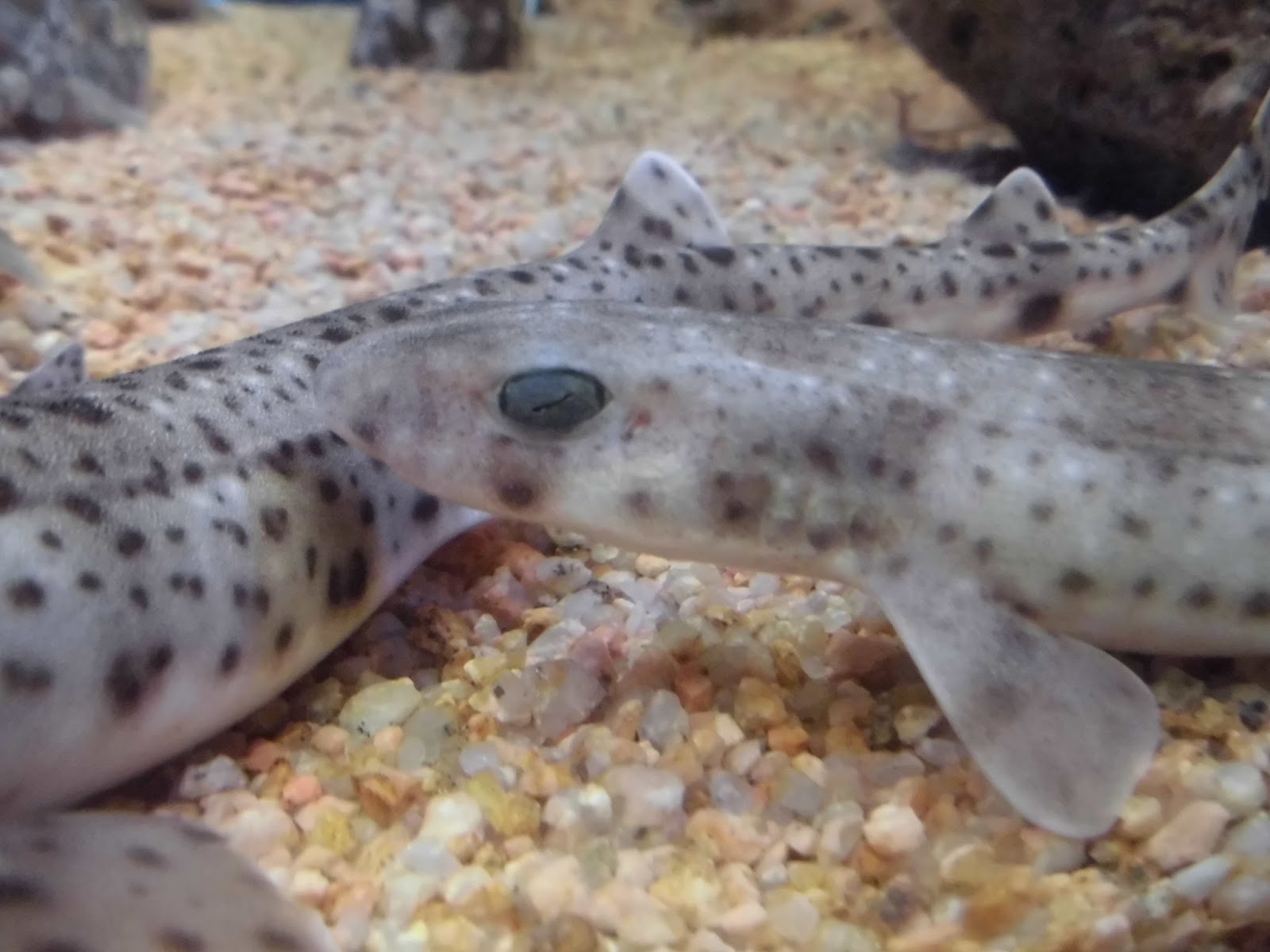 Barcelona Aquarium Sharks: Tema muy controvertido... los sentidos