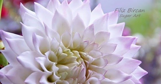 Dalya | PETUNYALARIM