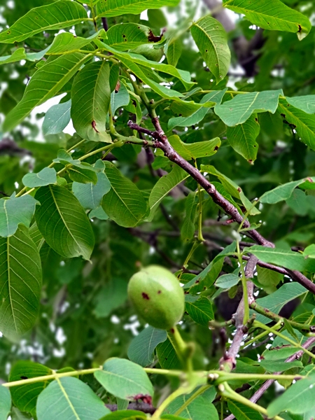 Cuina Cinc: La Ratafia