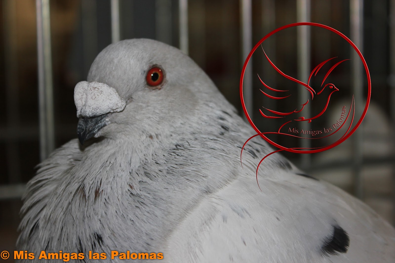 Mis amigas las palomas: Fotos palomas de raza