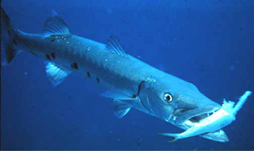 IKAN BARAKUDA ~ MERAHMATA FISHING