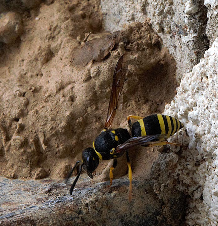 HUESCA Y LA SIERRA DE GUARA: AVISPAS ALFARERAS Eumeninae William Elford ...