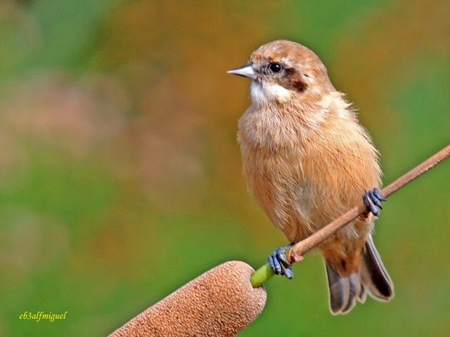Miguel fotografia: Pájaro moscón europeo (Remiz pendulinus)