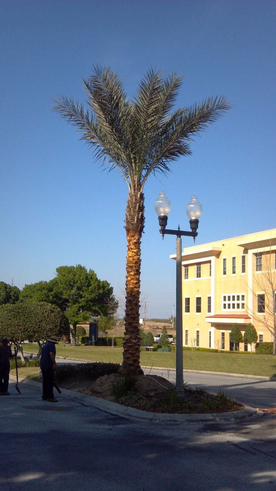 A Quality Plant: Medjool Palm / Phoenix dactylifera / Date Palm