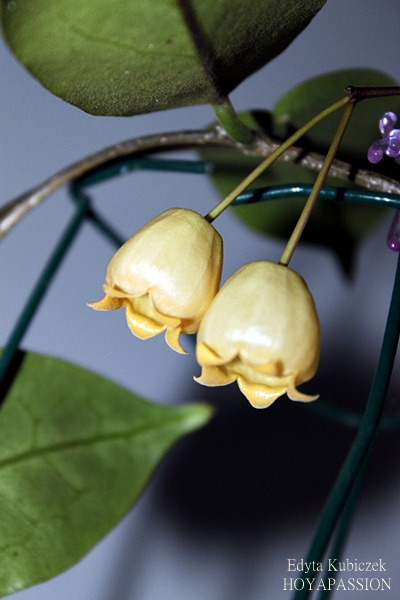 Hoyapassion: Hoya inflata