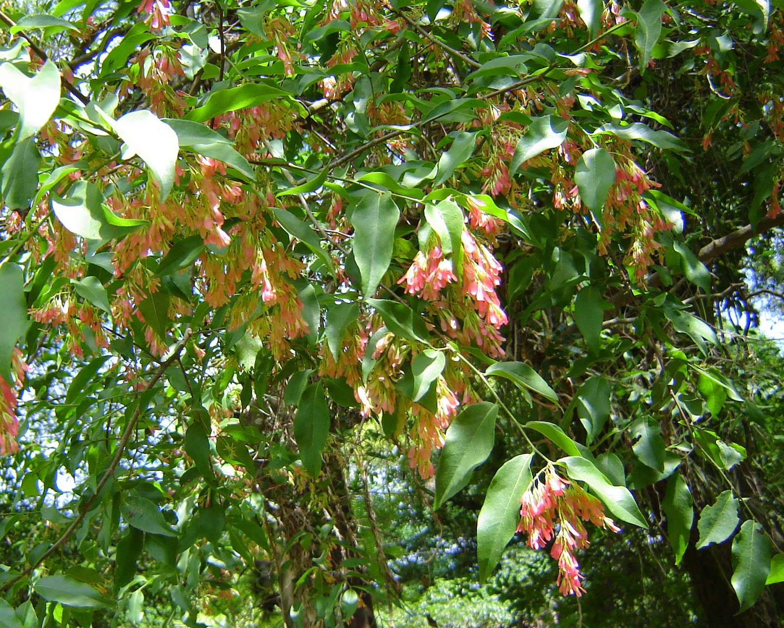 v e r d e c h a c o: Viraró / Marmelero